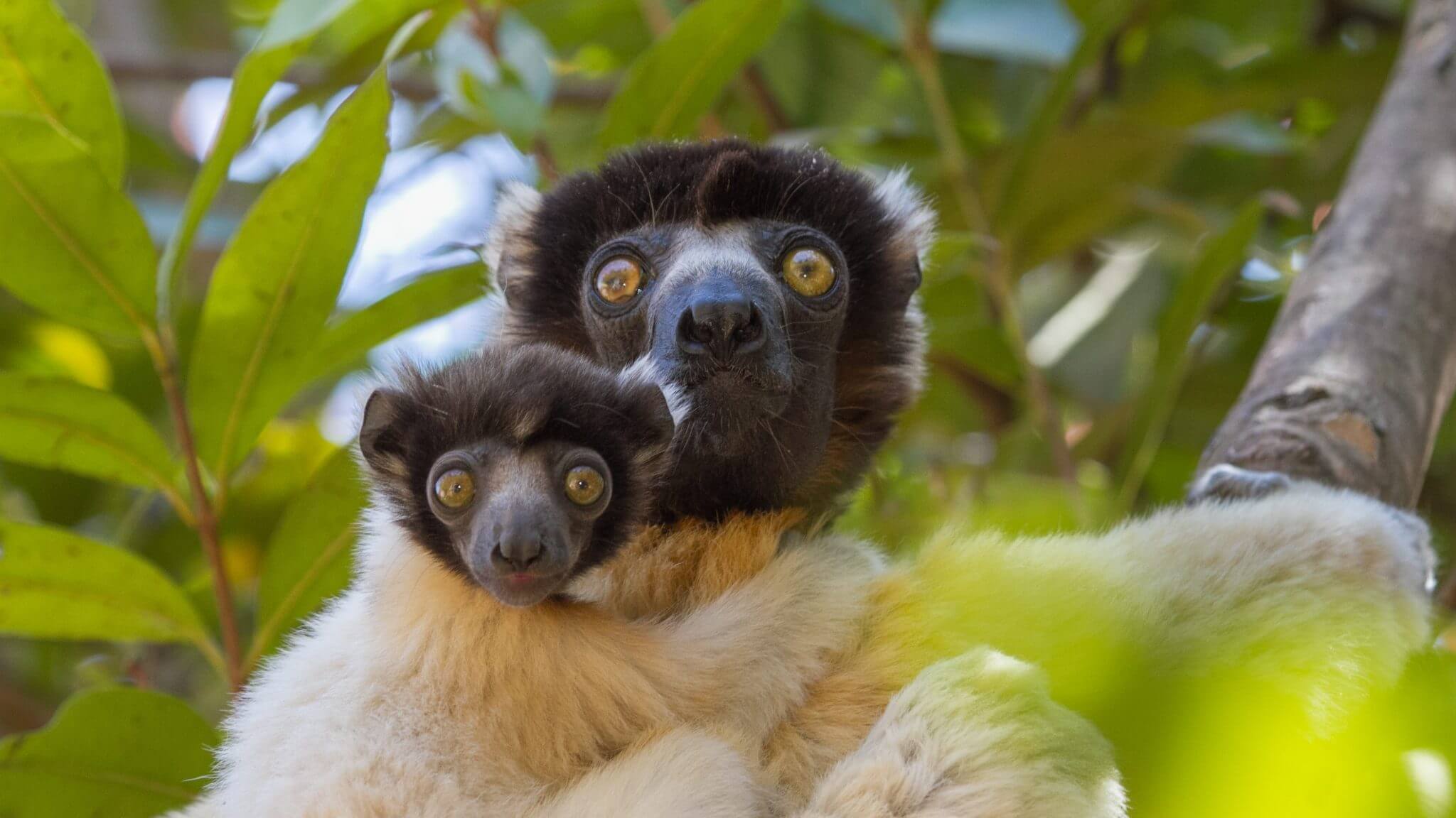 Your Role - WILDLIFE MADAGASCAR