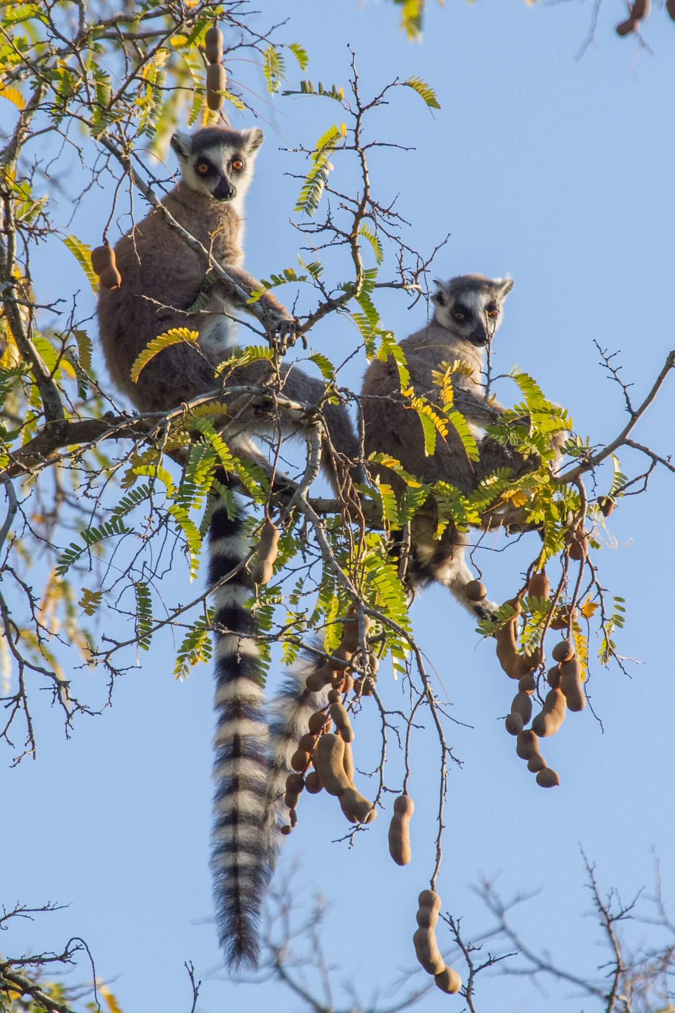 ACTIONS - WILDLIFE MADAGASCAR
