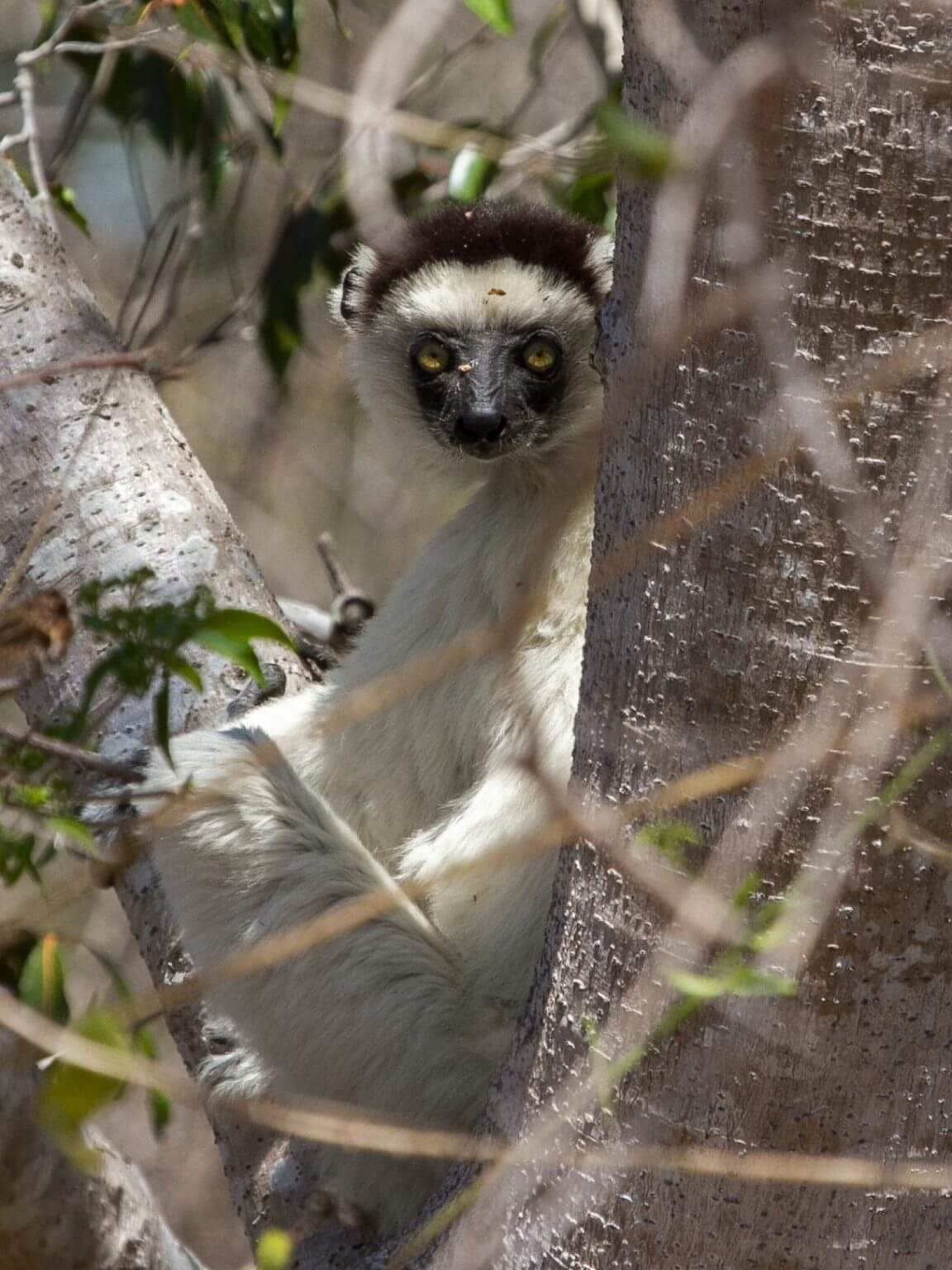 ABOUT US - WILDLIFE MADAGASCAR