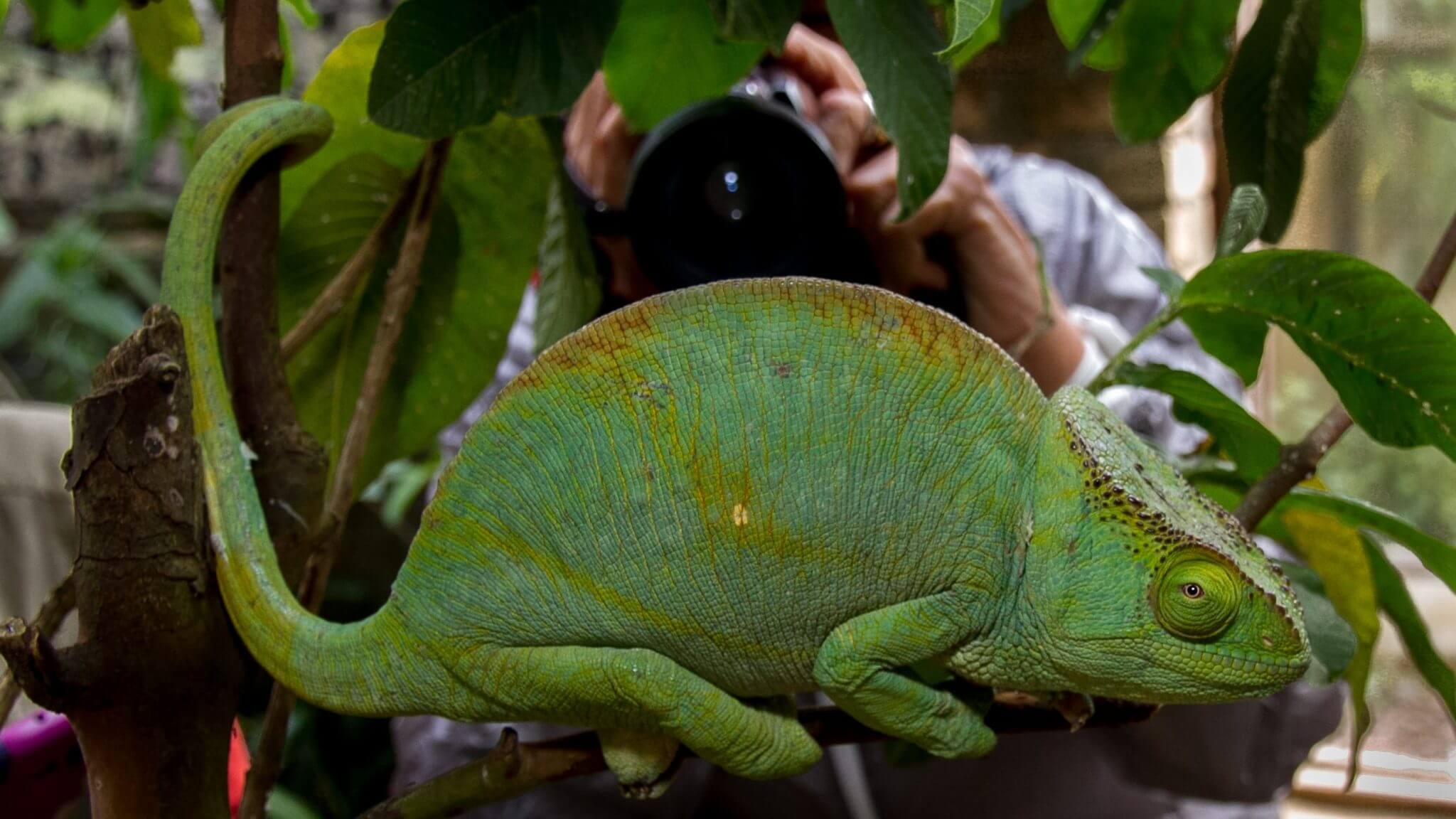 ECOTOURISM - WILDLIFE MADAGASCAR