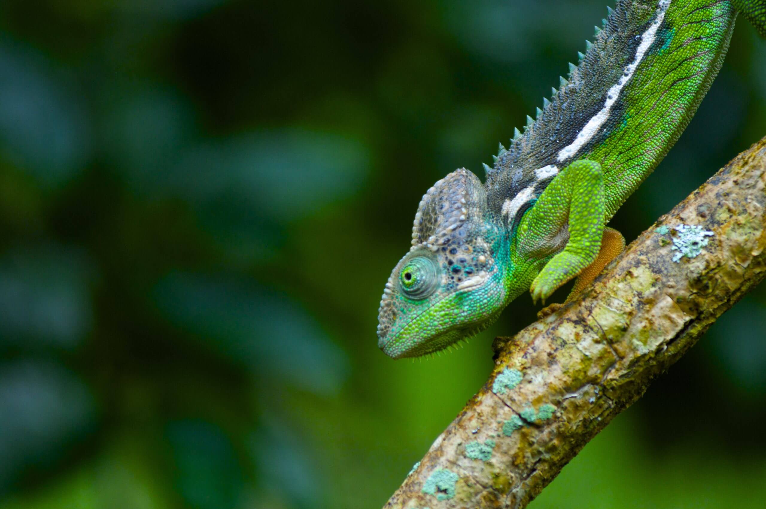 ECOTOURISM - WILDLIFE MADAGASCAR