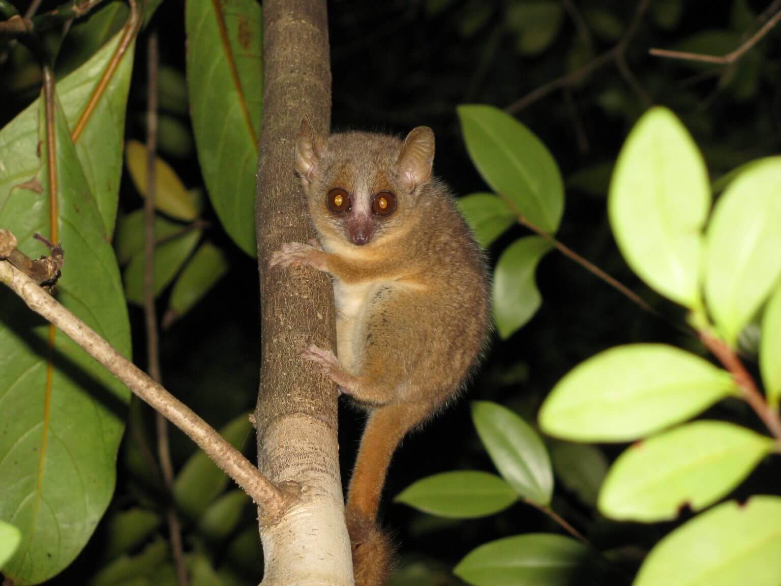 ANIMALS - WILDLIFE MADAGASCAR