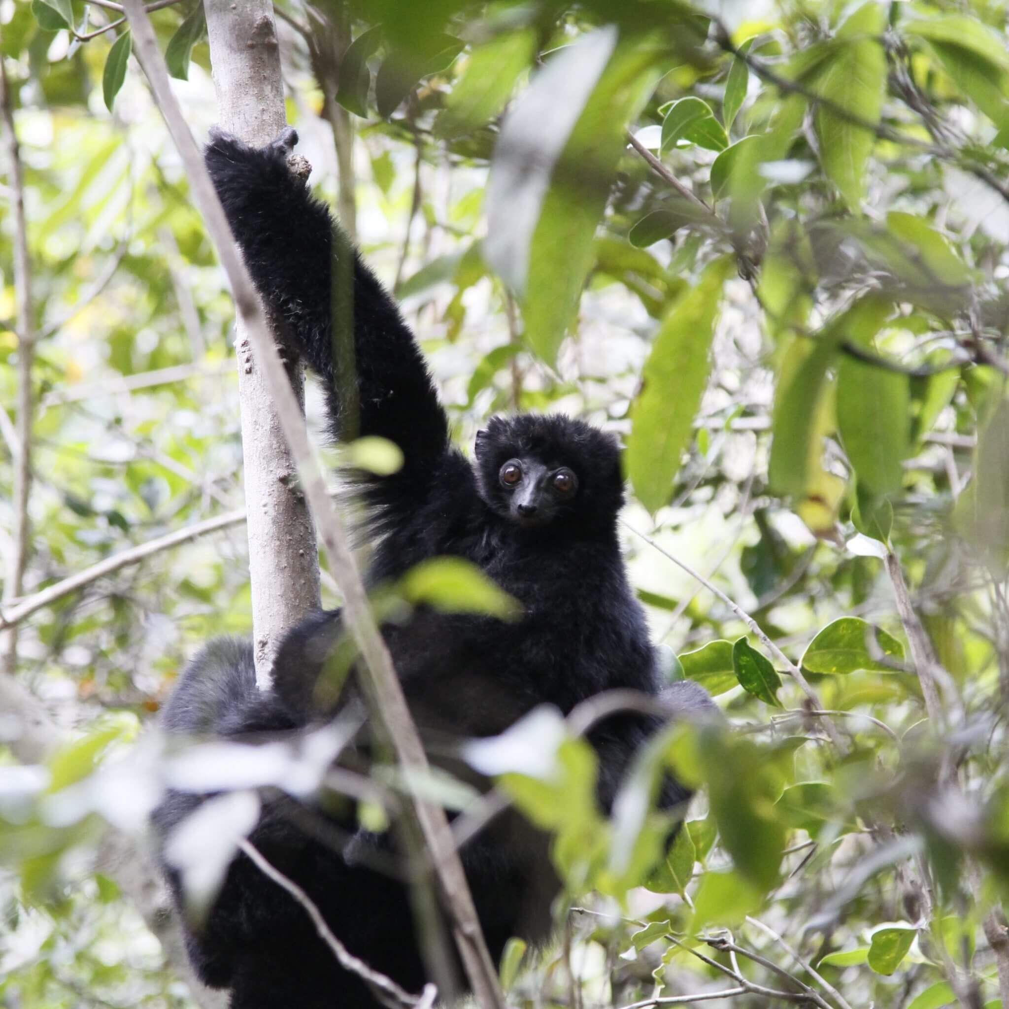 WILDLIFE MADAGASCAR