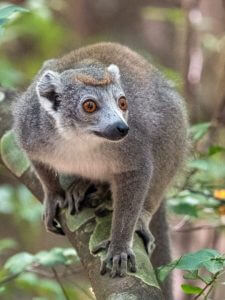 ANIMALS - WILDLIFE MADAGASCAR