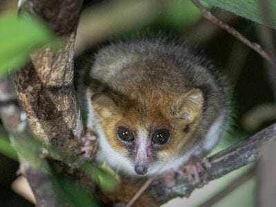 ANIMALS - WILDLIFE MADAGASCAR