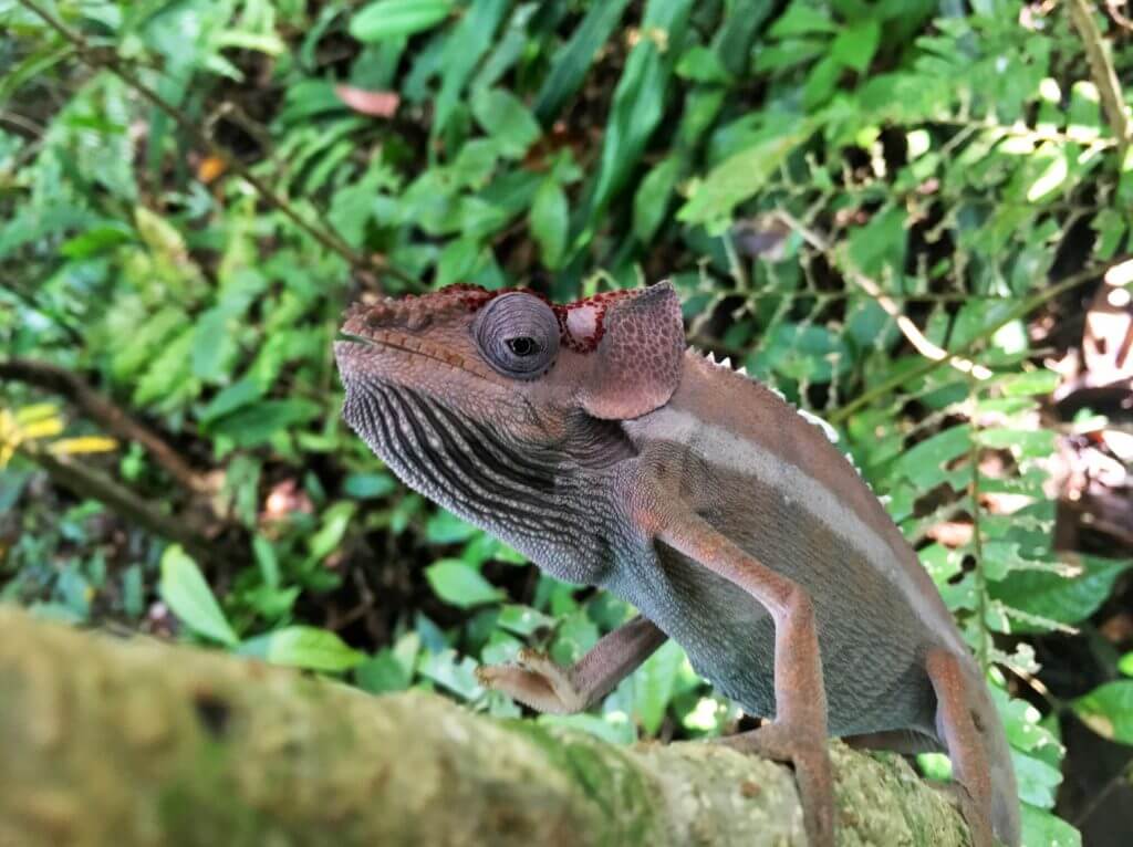 INTERNATIONAL CHAMELEON DAY - WILDLIFE MADAGASCAR