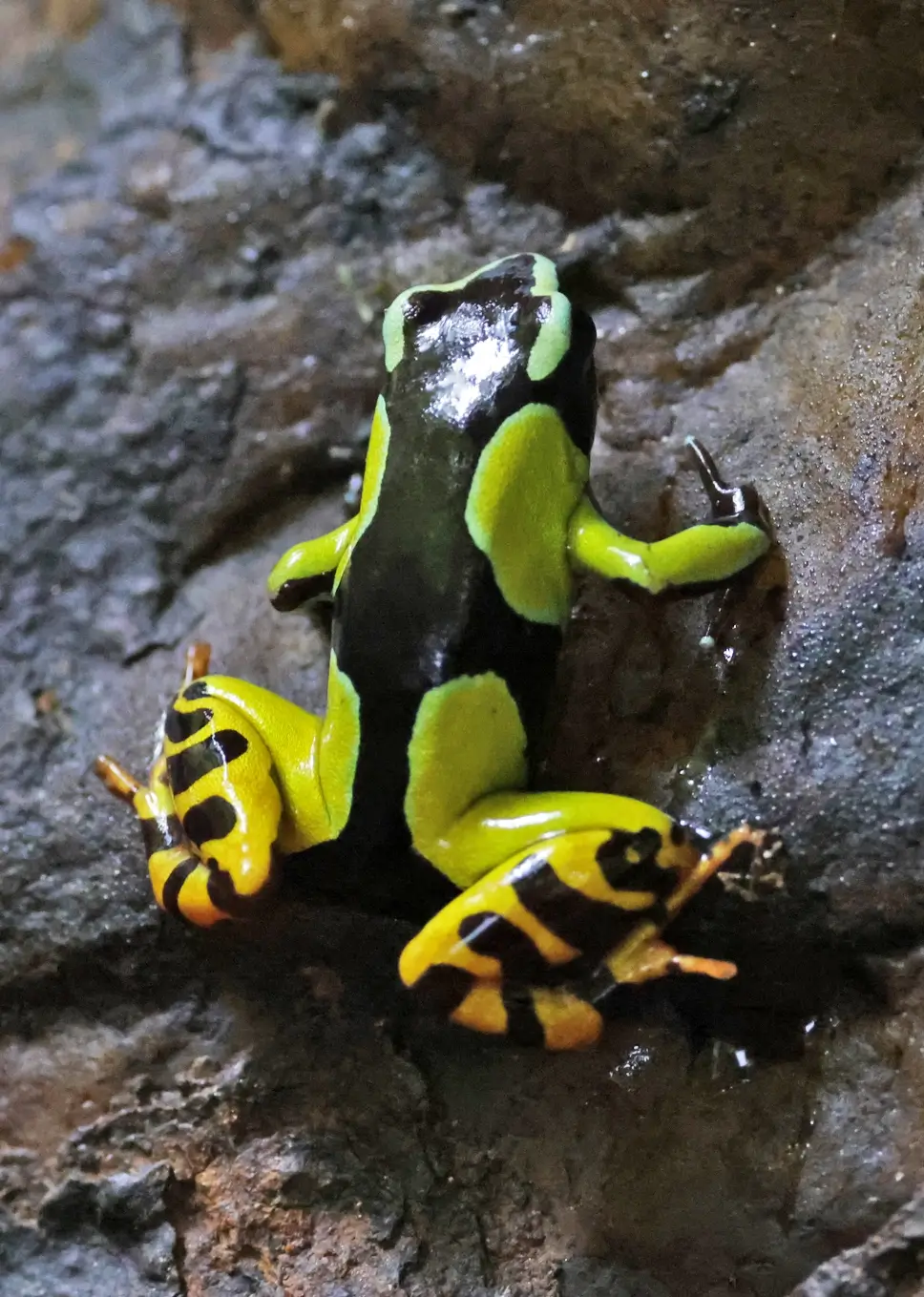 PAINTED MANTELLA - WILDLIFE MADAGASCAR