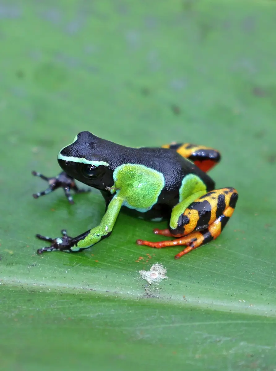 PAINTED MANTELLA - WILDLIFE MADAGASCAR