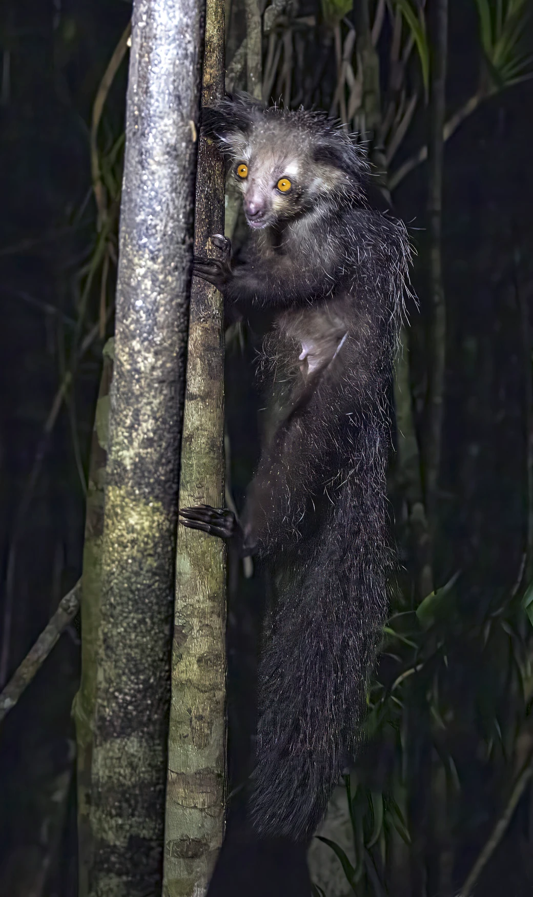 AYE-AYE - WILDLIFE MADAGASCAR
