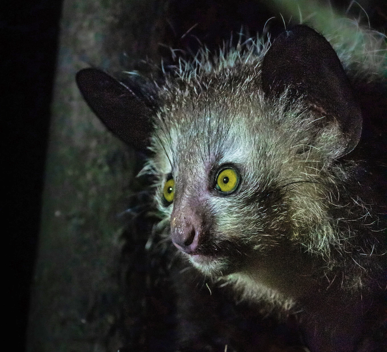 AYE-AYE - WILDLIFE MADAGASCAR
